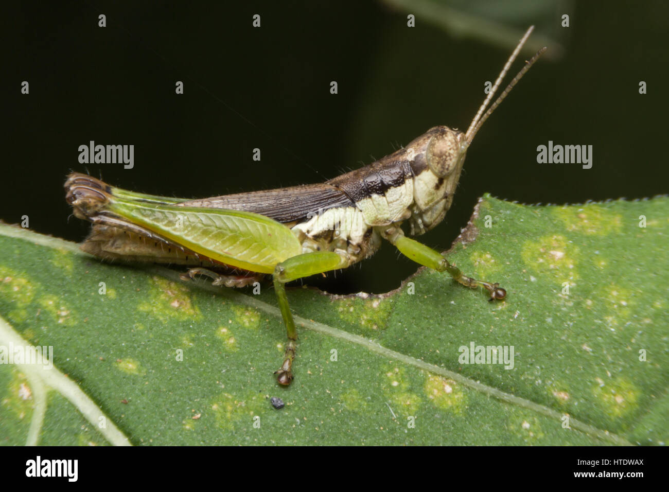 A grasshopper eating plant leaf Stock Photo - Alamy