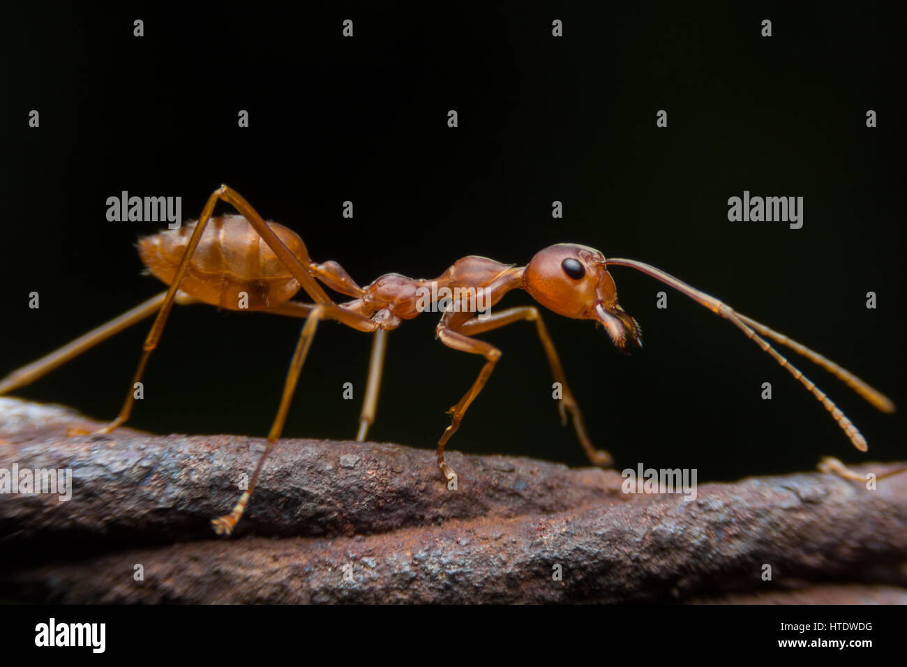 Ant walking hi-res stock photography and images - Alamy