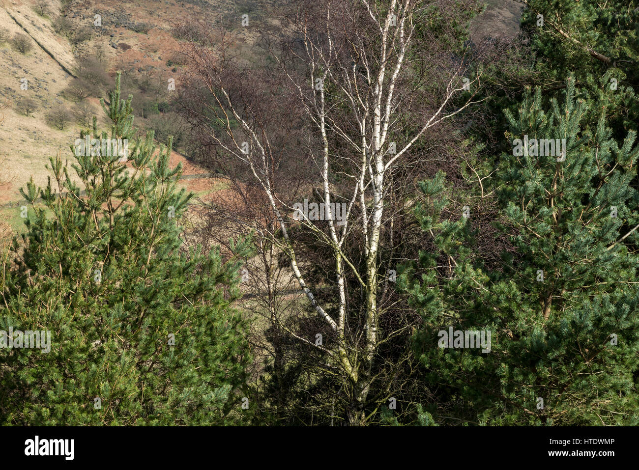 Silver bIrch and Scots pine trees on Shire hill near Glossop ...