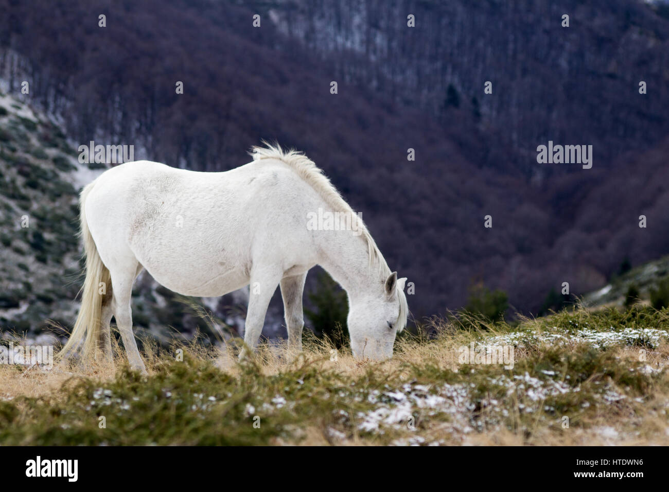 Mustang Horse Running High Resolution Stock Photography and Images - Alamy