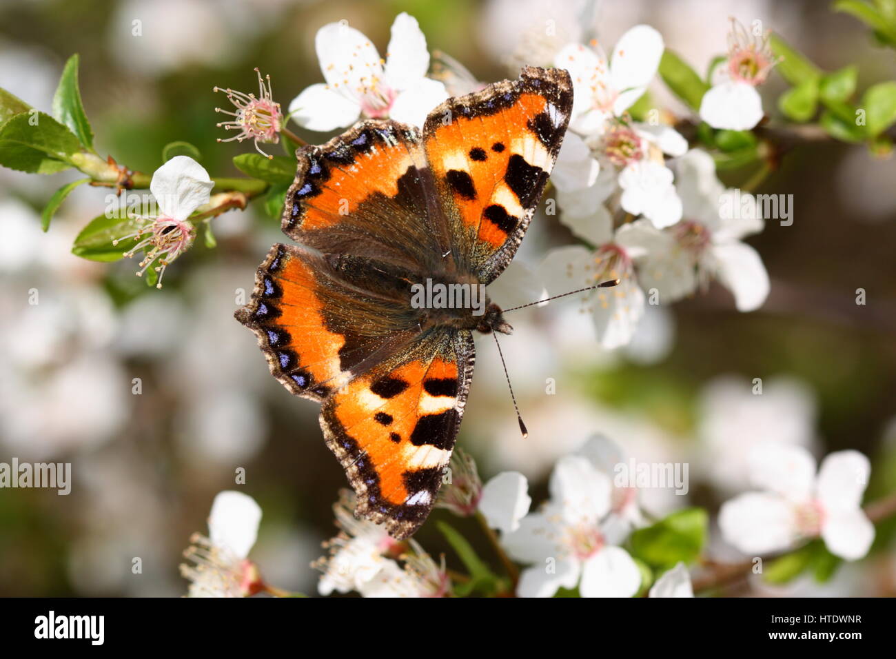 Blacktthorn hi-res stock photography and images - Alamy
