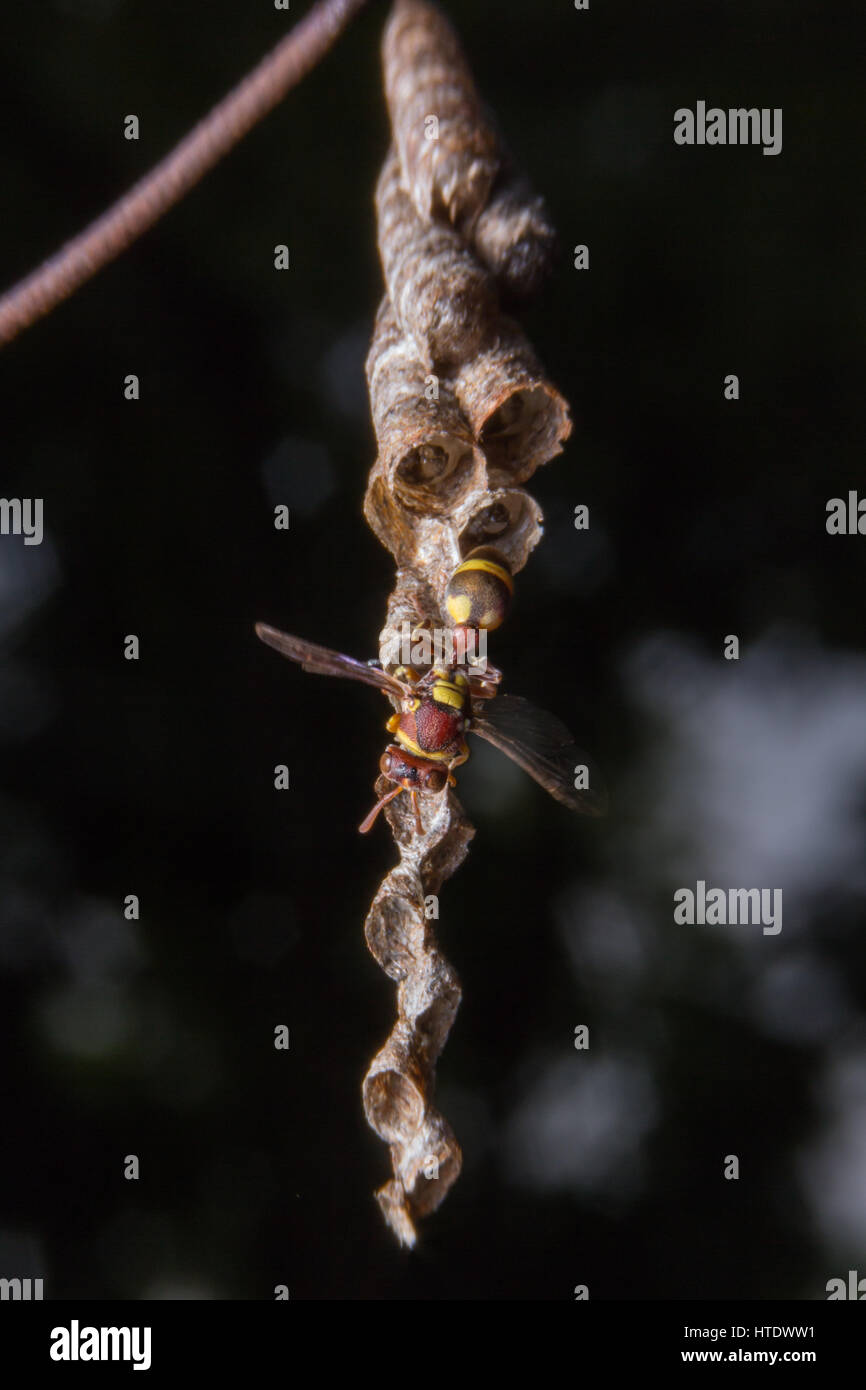 Bugs and Insects Stock Photo - Alamy