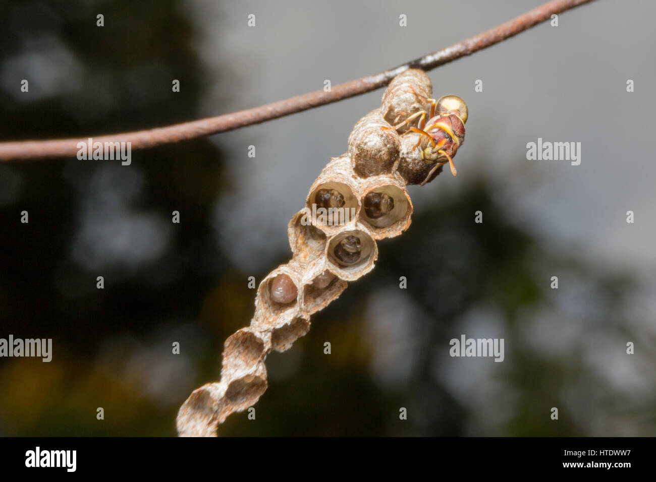 A young Paper Wasp Queen builds a nest to start a new colony Stock ...