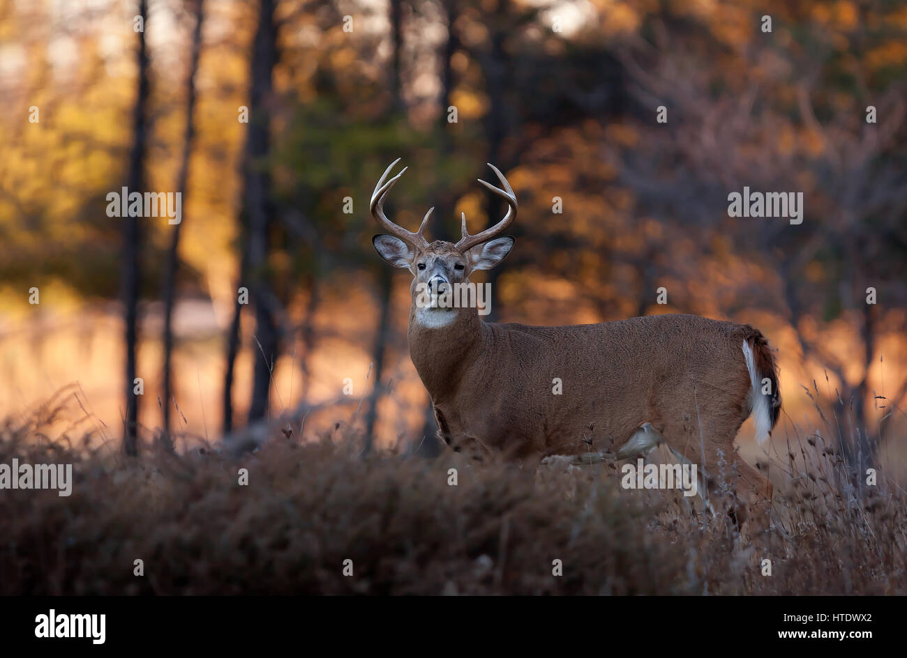 Whitetail buck sunset hi-res stock photography and images - Alamy