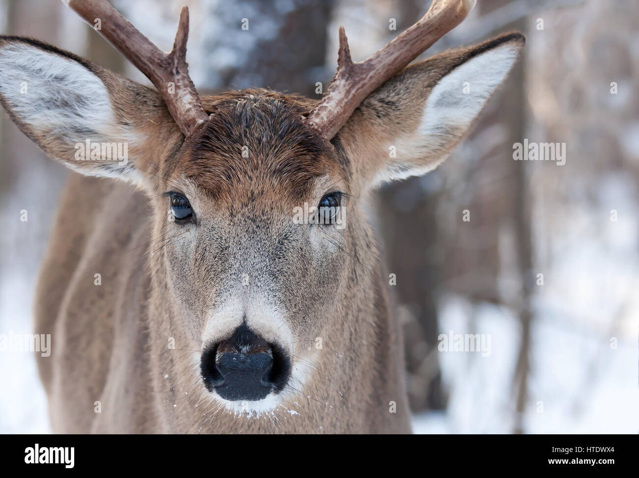 White-tailed deer buck in the winter snow Stock Photo - Alamy