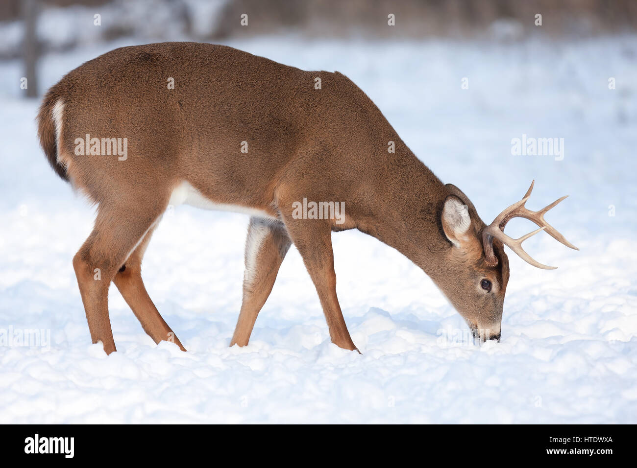 White-tailed deer buck in the winter snow in Canada Stock Photo - Alamy