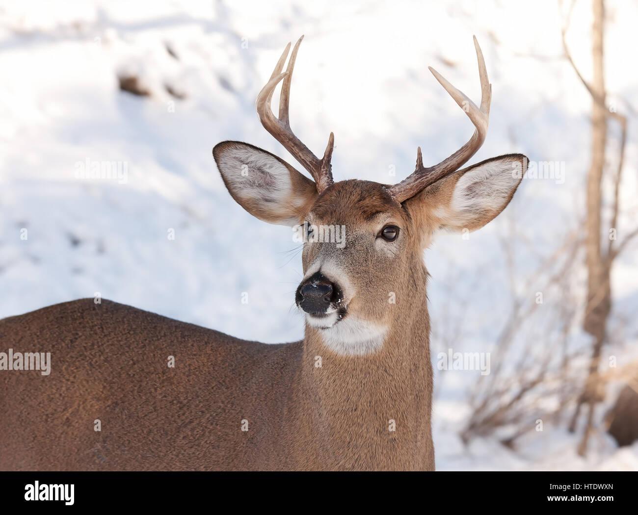 White-tailed deer buck in the winter snow in Canada Stock Photo - Alamy