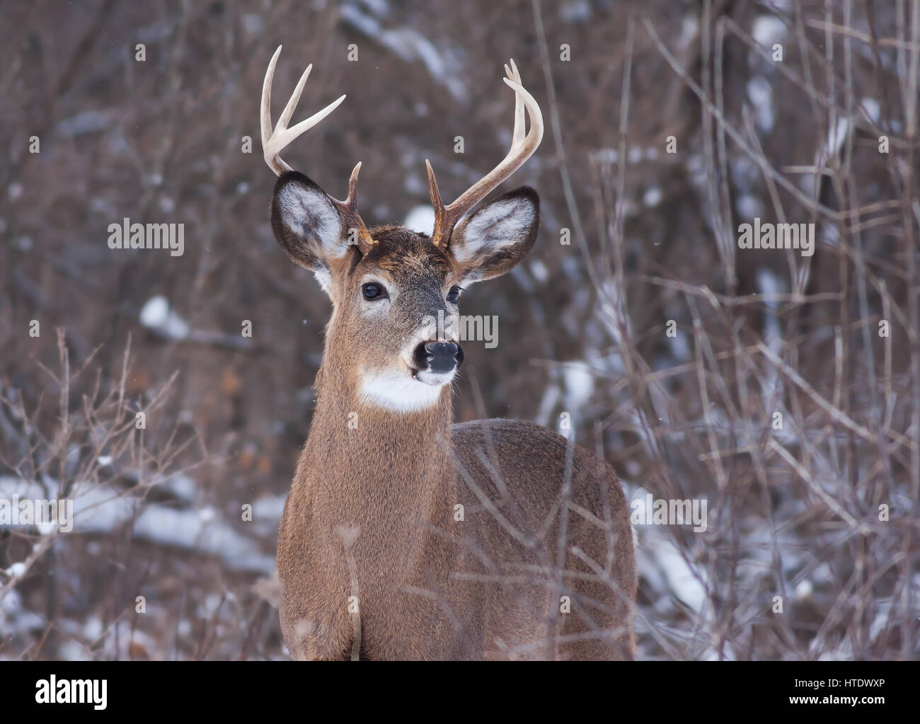 White-tailed deer buck in the winter snow in Canada Stock Photo - Alamy