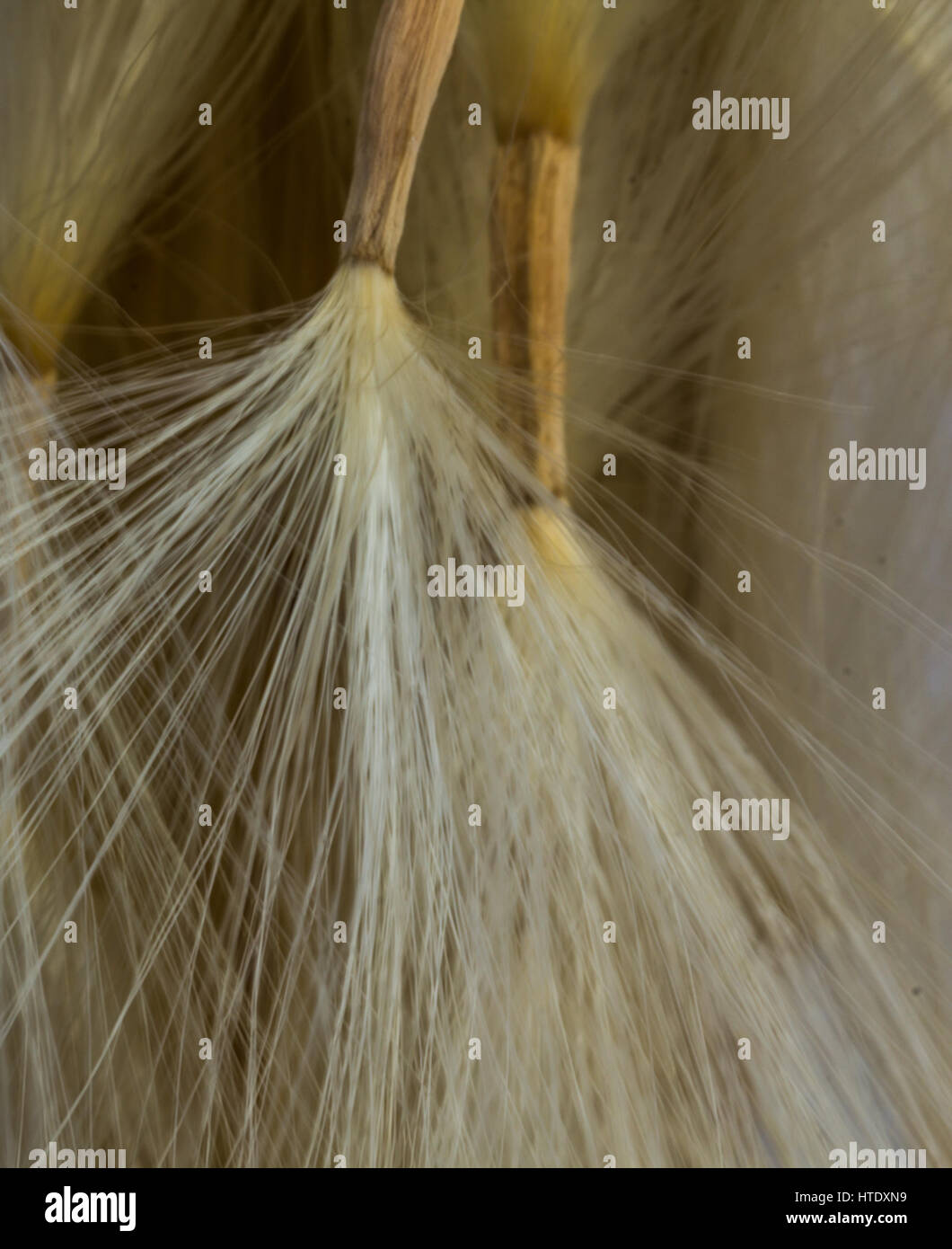 Pot adenium obesum flower plant hi-res stock photography and images - Alamy