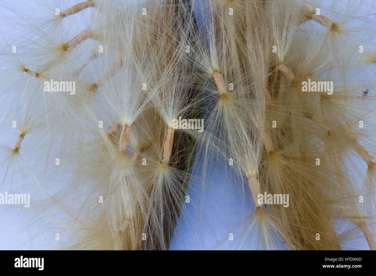 Pot adenium obesum flower plant hi-res stock photography and images - Alamy