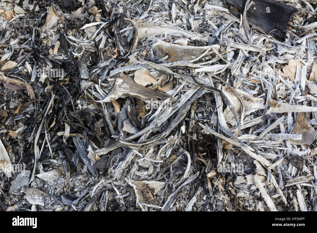 Macro of ash of burnt leaves on the ground Stock Photo - Alamy