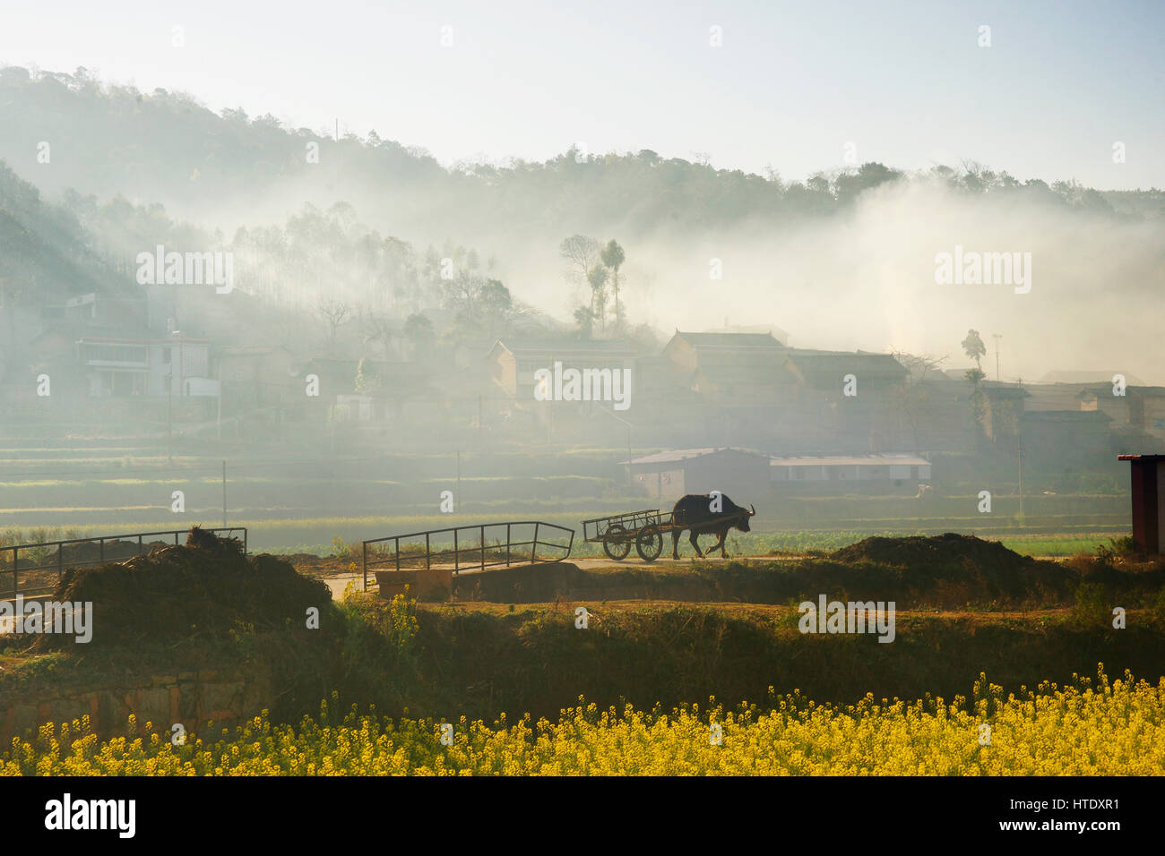 Silhouette of an ox or cow with carriage walking towards chinese ...
