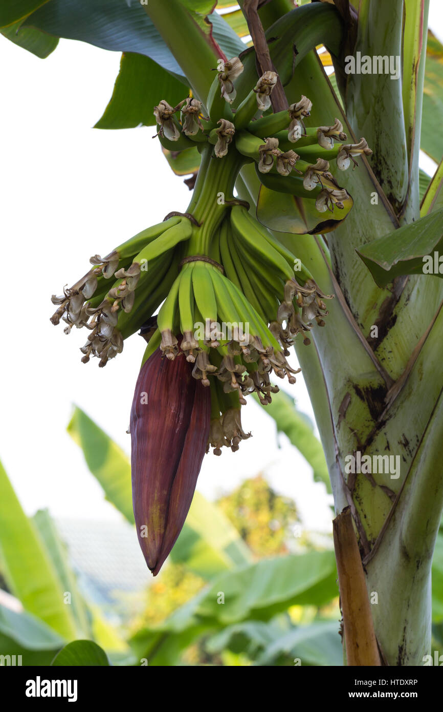 Bunch of ripening bananas on tree Stock Photo - Alamy
