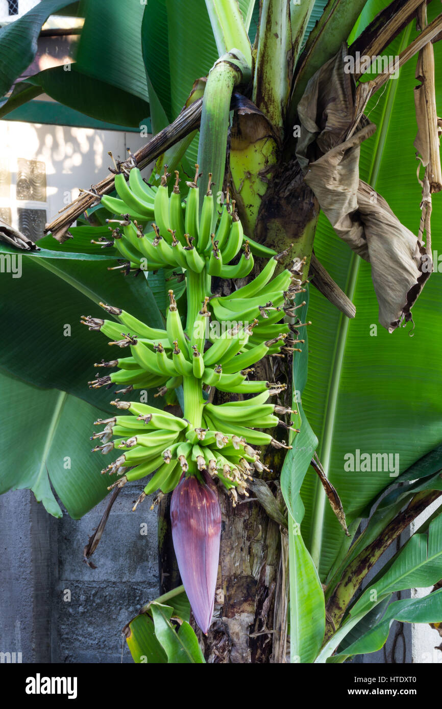 Ripening bananas hi-res stock photography and images - Alamy