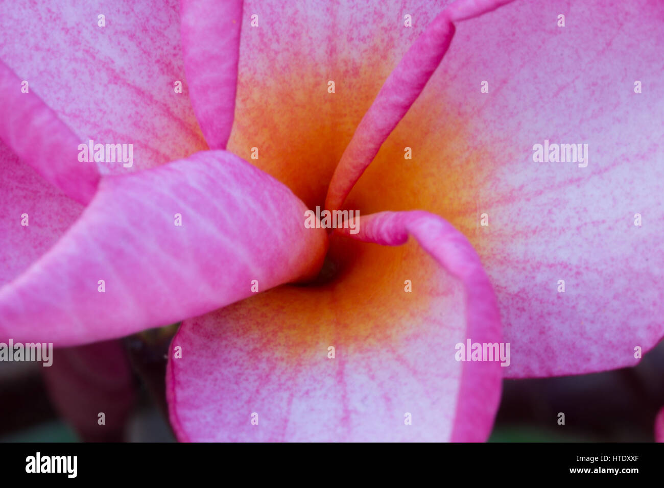 Plumeria. Beautiful pink inflorescence Stock Photo - Alamy