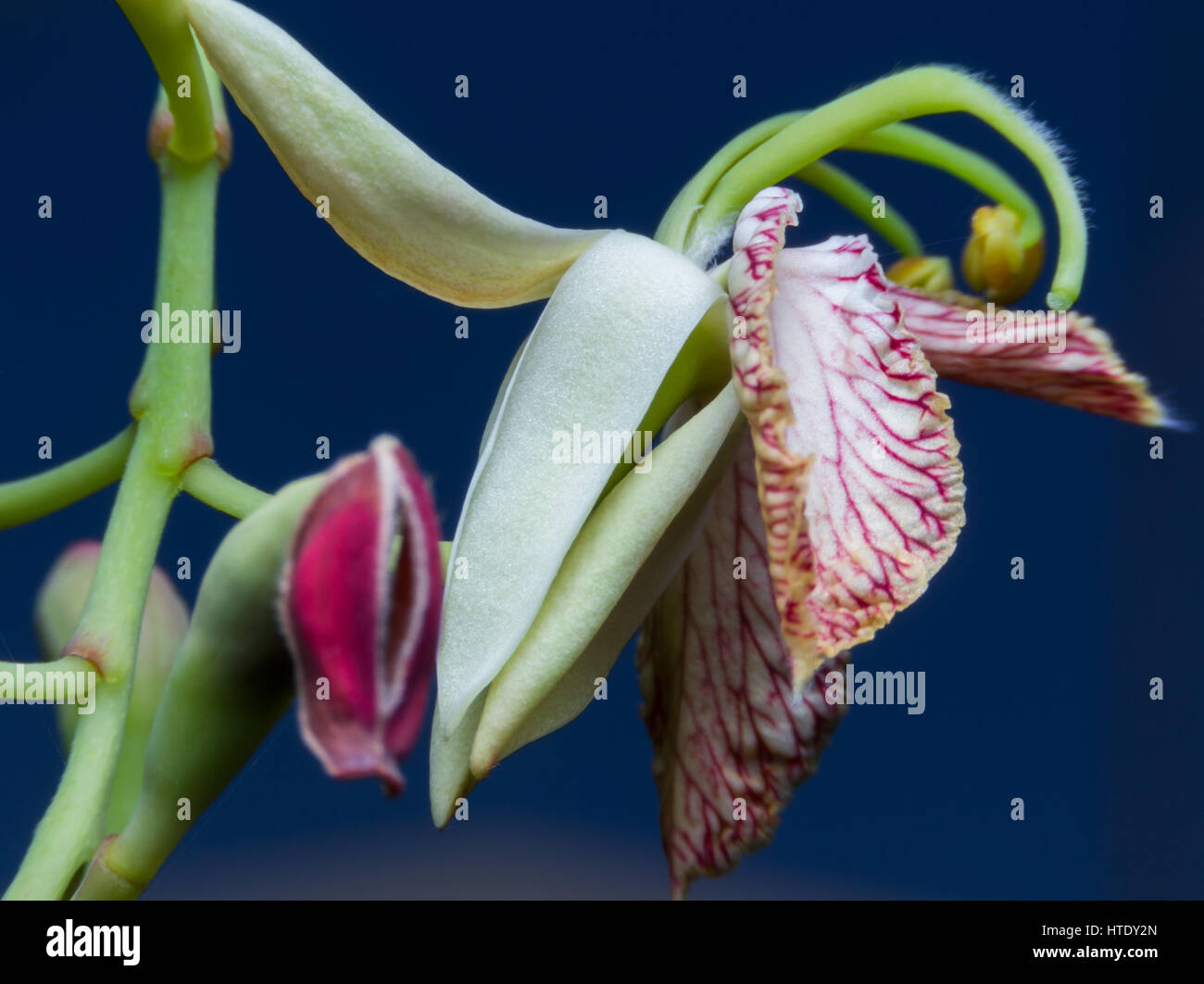 Tamarind flower hi-res stock photography and images - Alamy