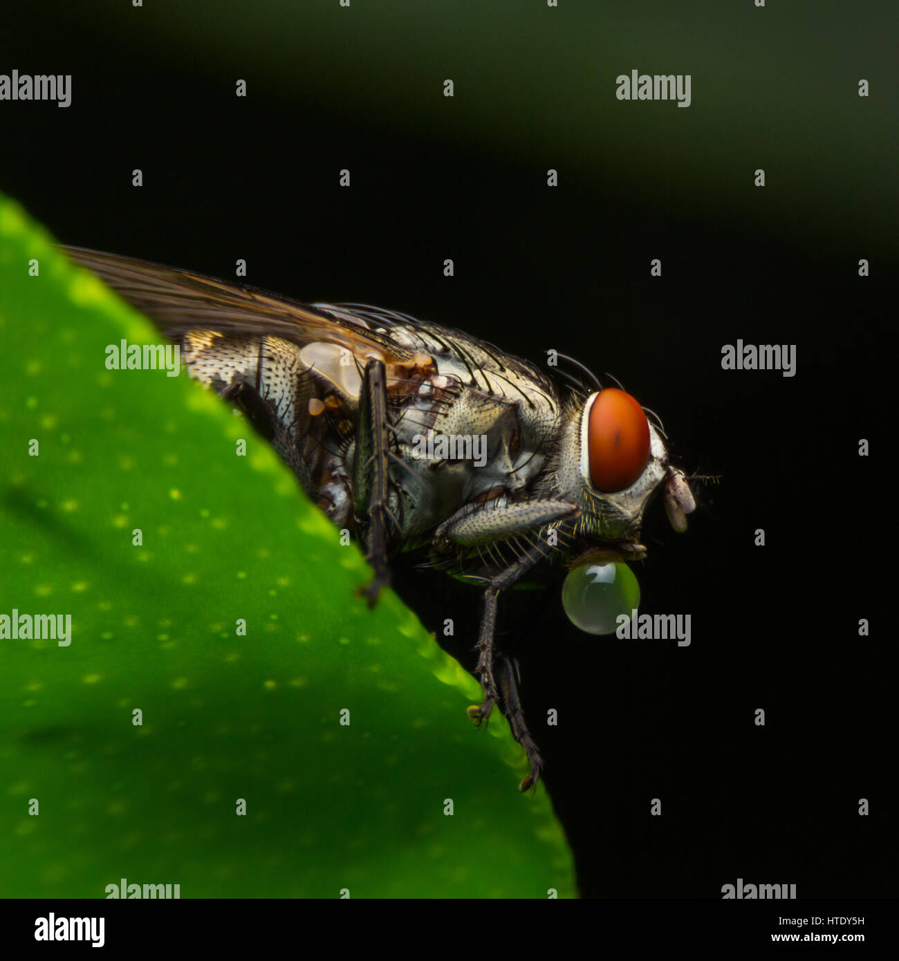 Flies cause diseases Stock Photo - Alamy