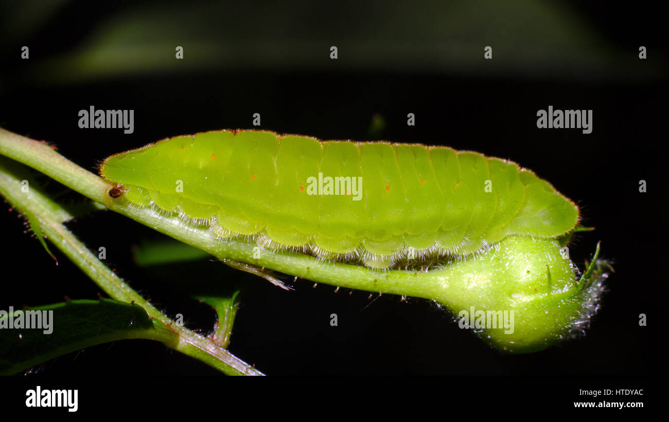Green worm hi-res stock photography and images - Alamy