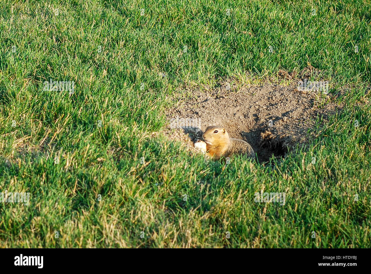 Curious gopher peeking outside its home in summer Stock Photo - Alamy