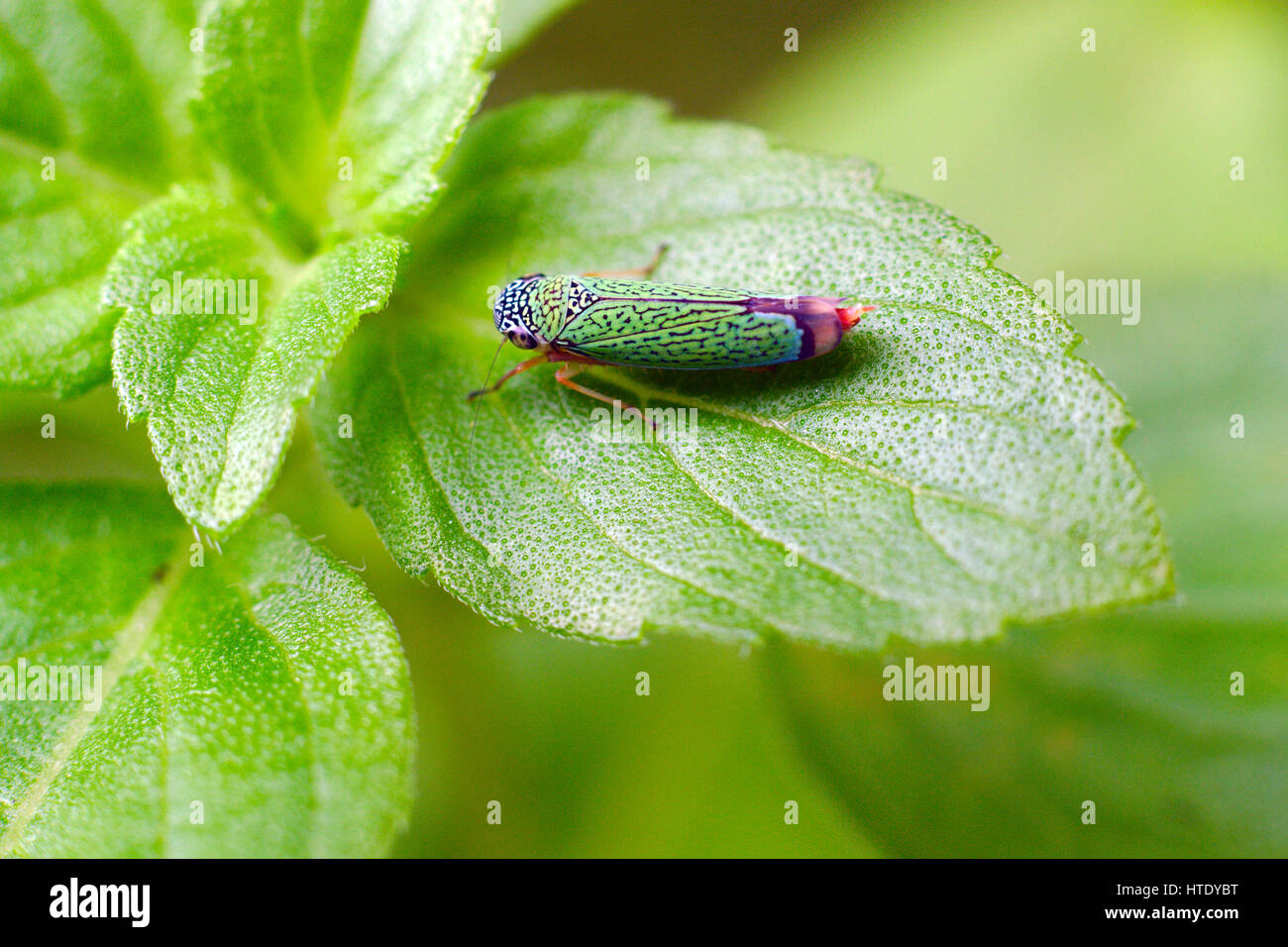 Bug herb hi-res stock photography and images - Alamy