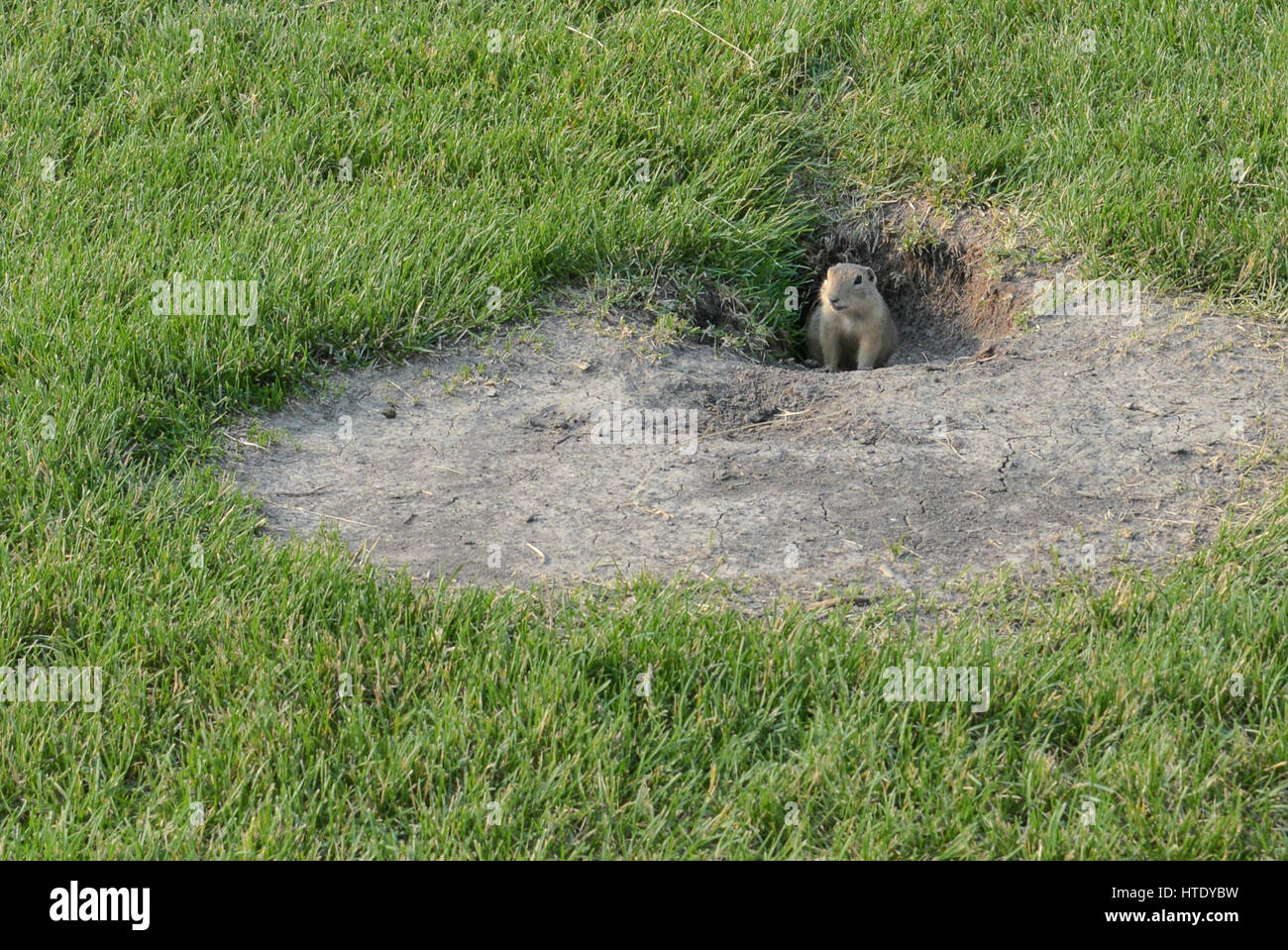 Curious gopher peeking outside its home in summer Stock Photo - Alamy