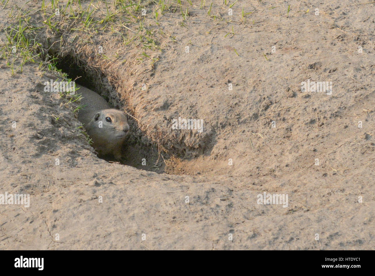 Curious gopher peeking outside its home in summer Stock Photo - Alamy