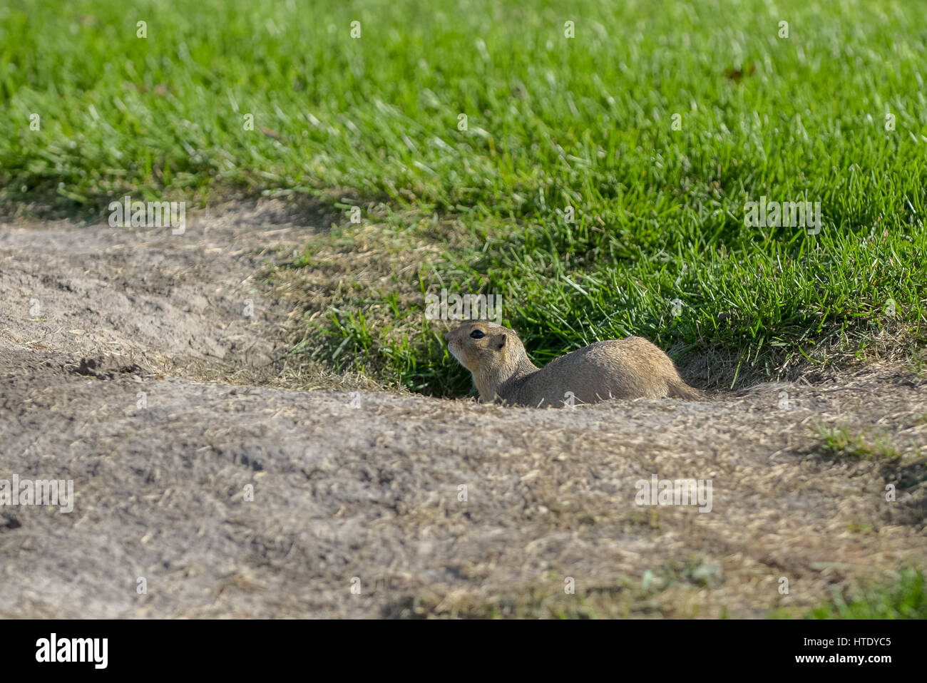 Curious gopher peeking outside its home in summer Stock Photo - Alamy