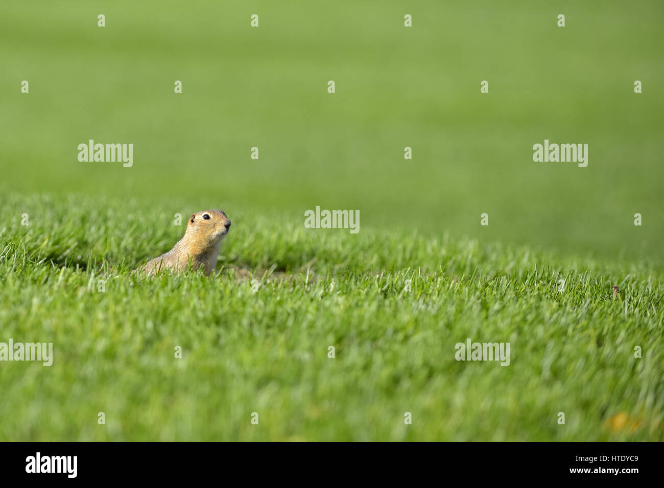 Curious gopher peeking outside its home in summer Stock Photo - Alamy
