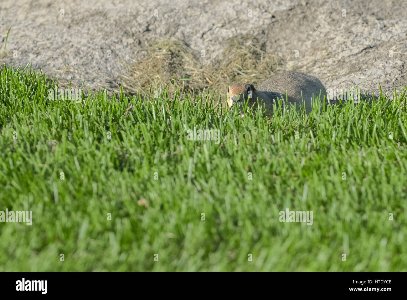 Curious gopher peeking outside its home in summer Stock Photo - Alamy