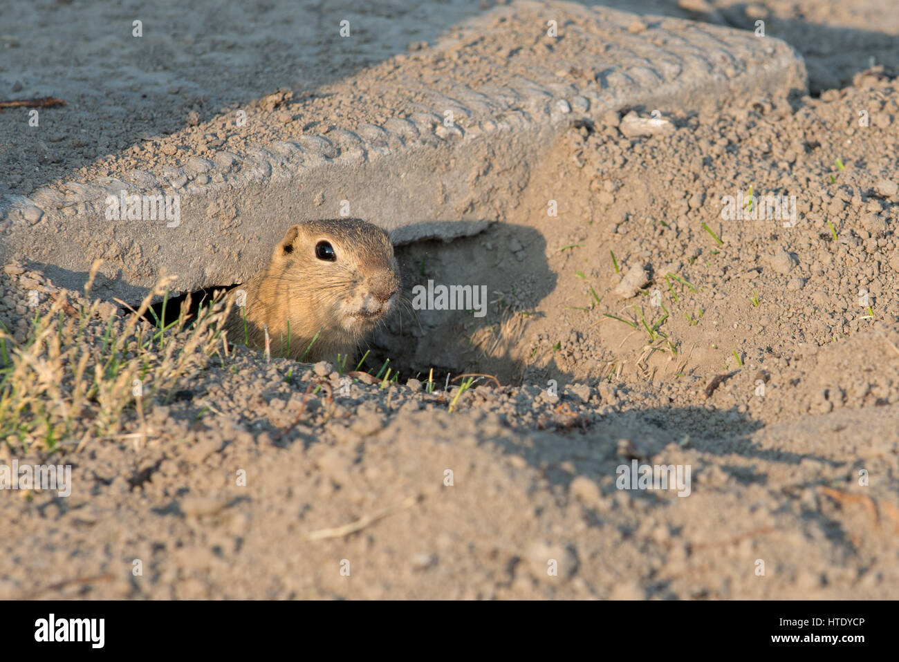 Curious gopher peeking outside its home in summer Stock Photo - Alamy