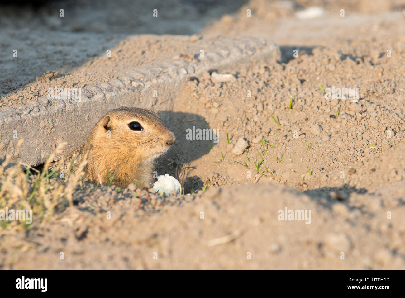 Curious gopher peeking outside its home in summer Stock Photo - Alamy