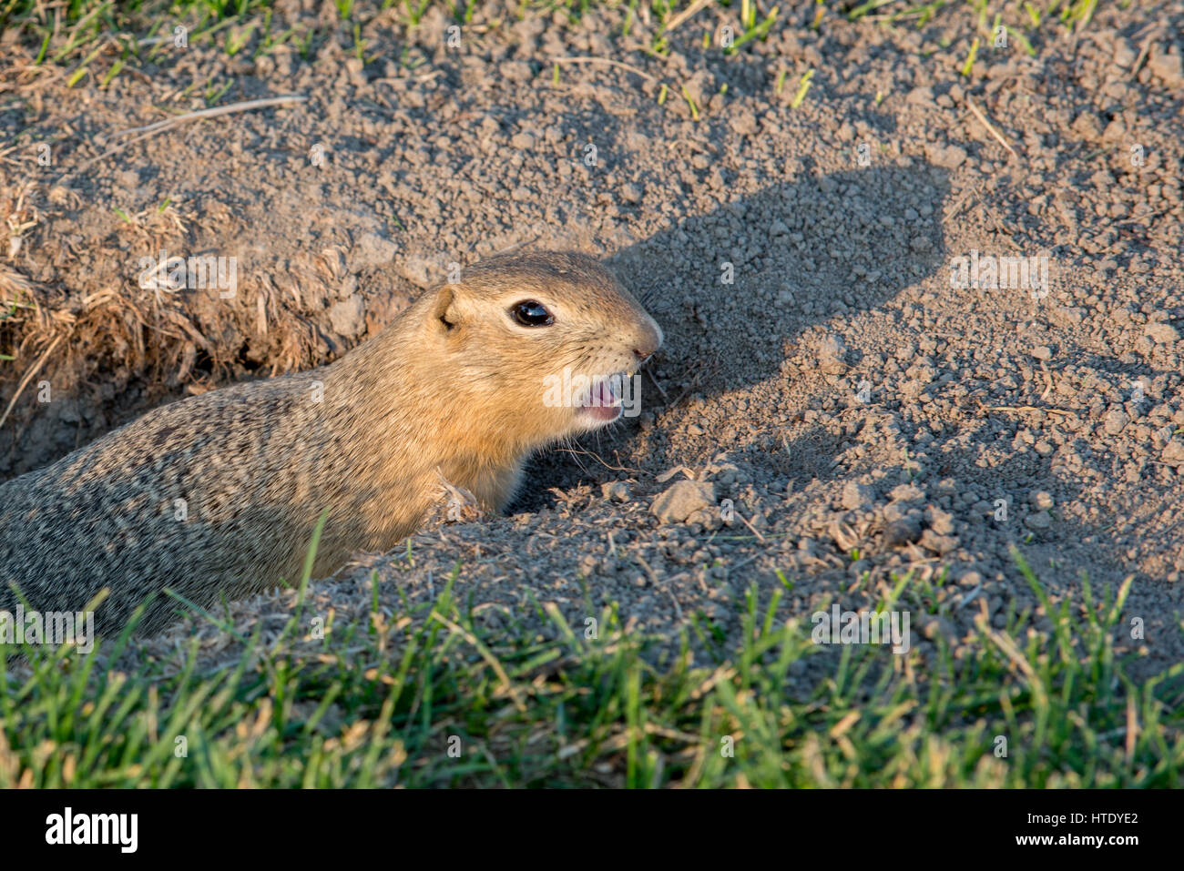 Curious gopher peeking outside its home in summer Stock Photo - Alamy