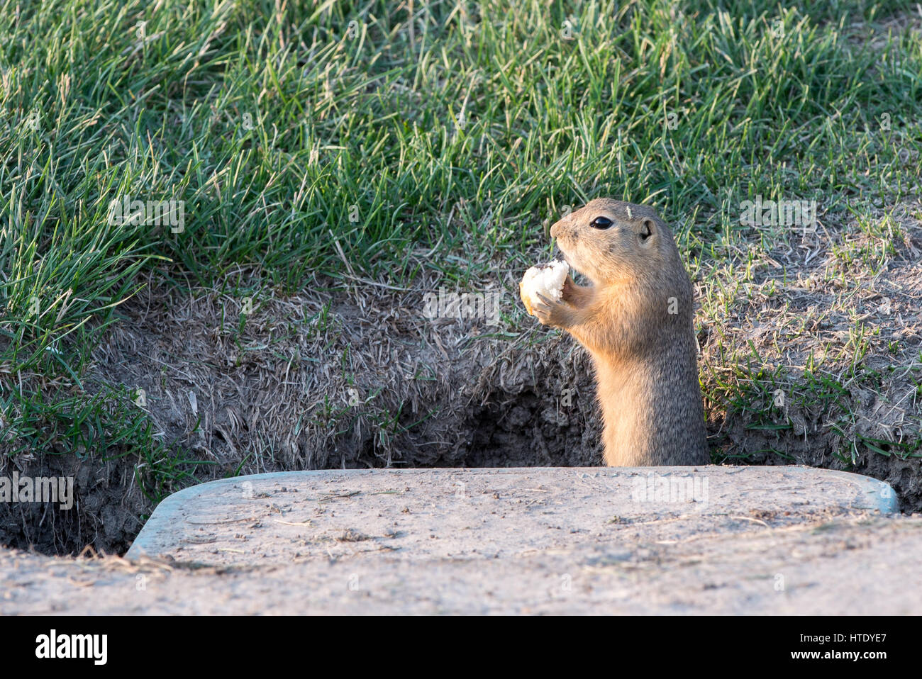 Curious gopher peeking outside its home in summer Stock Photo - Alamy