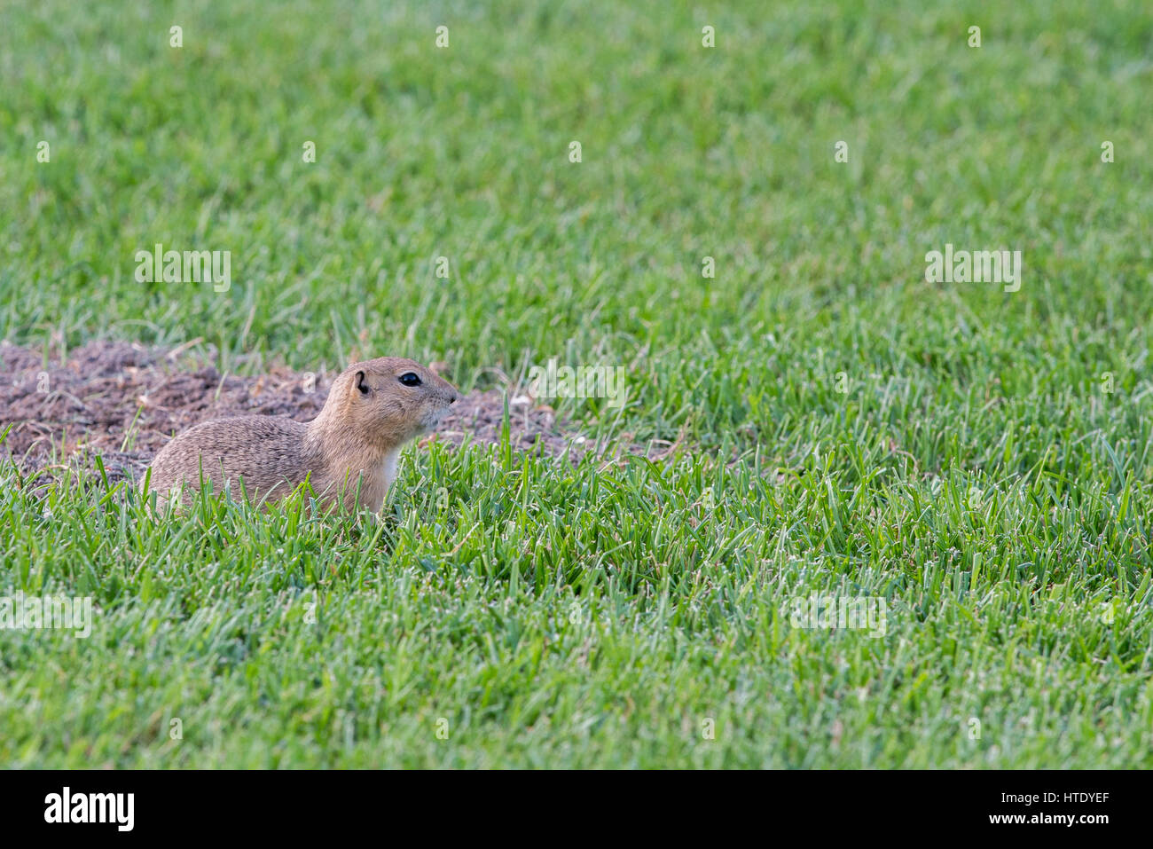 Curious gopher peeking outside its home in summer Stock Photo - Alamy