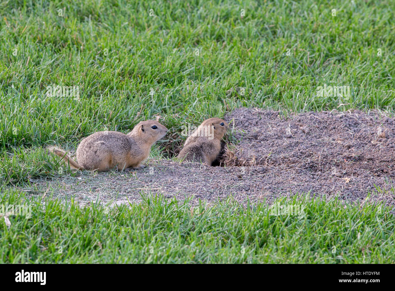 Curious gopher peeking outside its home in summer Stock Photo - Alamy