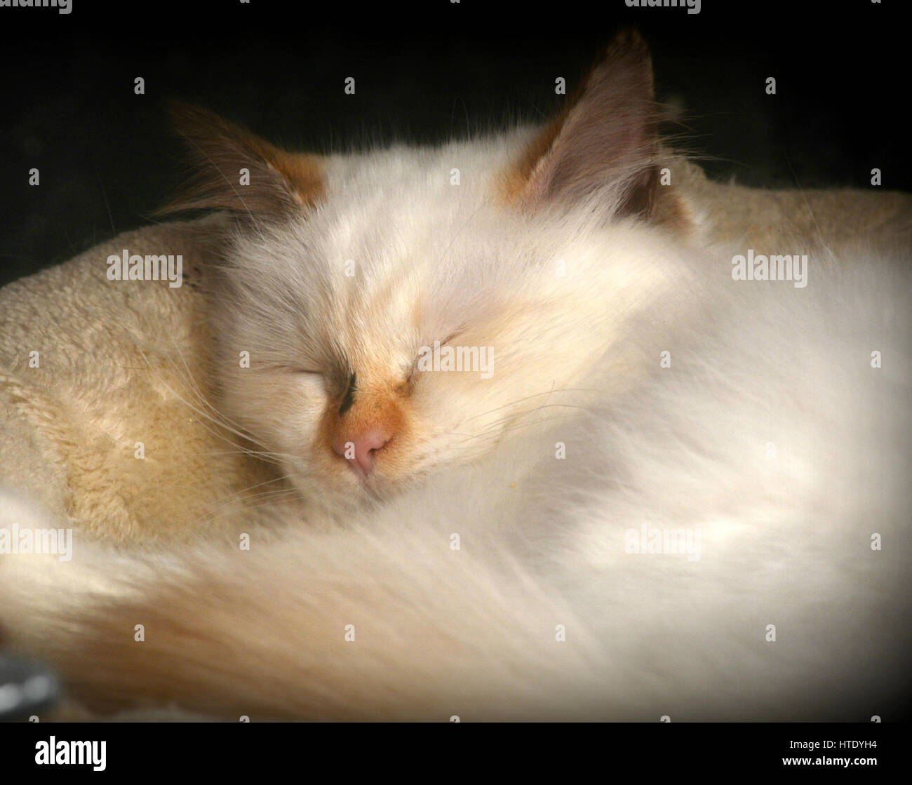 Cream point siamese cat High Resolution Stock Photography and Images ...