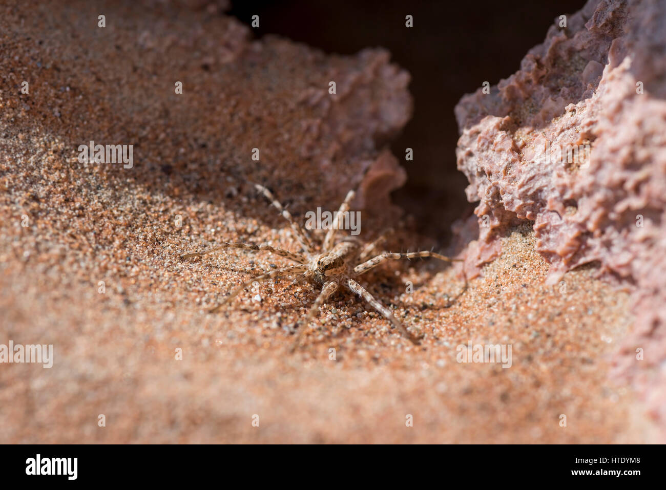 Spider in the desert, most probable wolf spider, United Arab Emirates ...