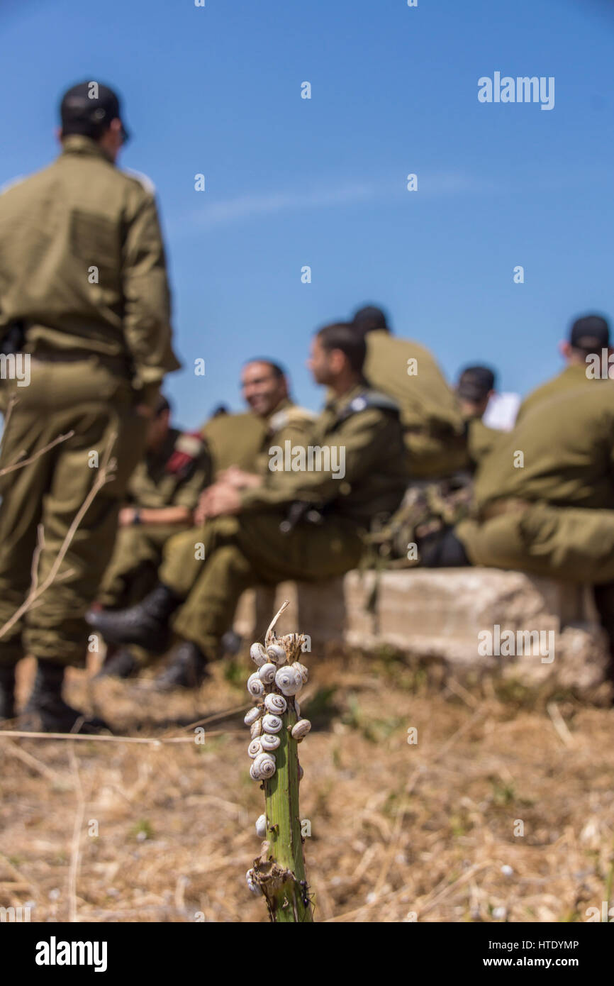 Negev Desert, Israel. A group of Israeli officers, with a snail-covered ...
