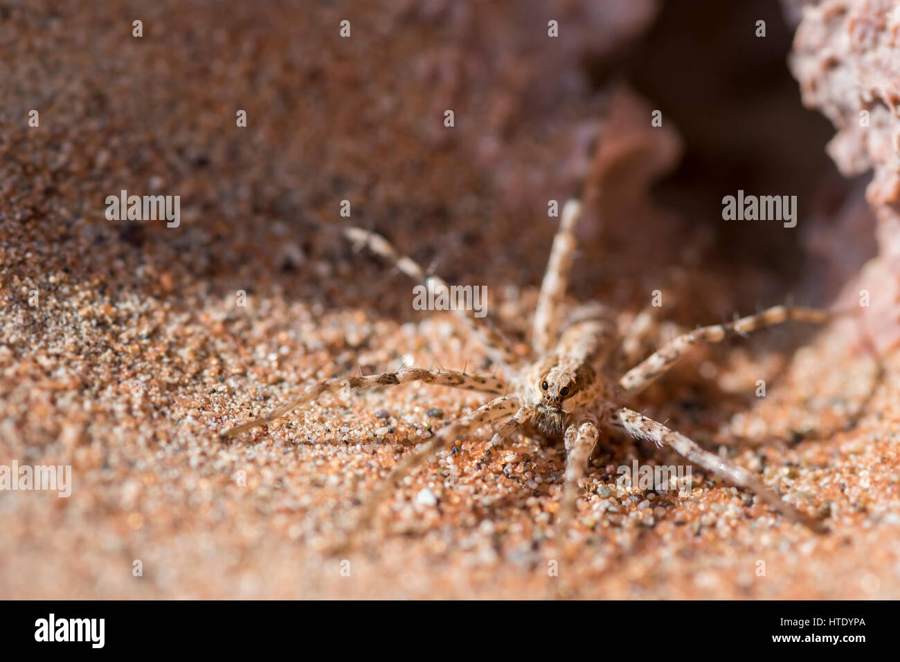 Desert Insect High Resolution Stock Photography and Images - Alamy
