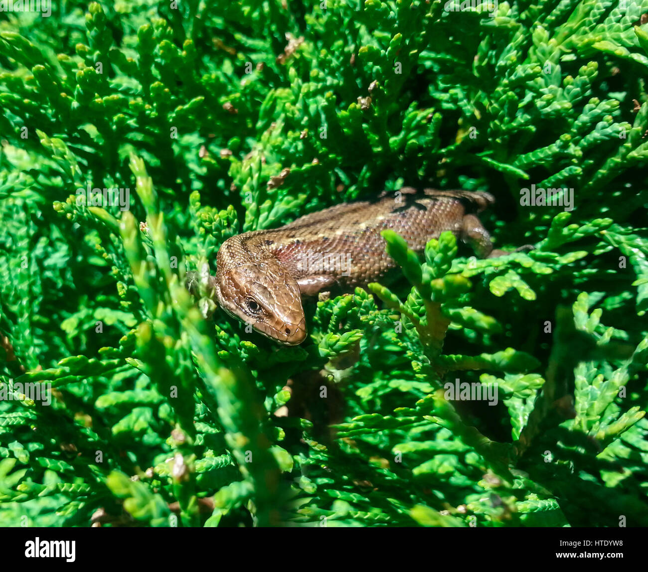 Reptile on the bush hi-res stock photography and images - Alamy