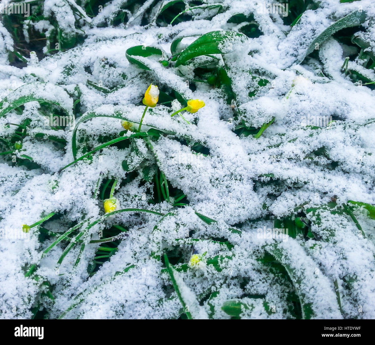 Color anomaly hi-res stock photography and images - Alamy