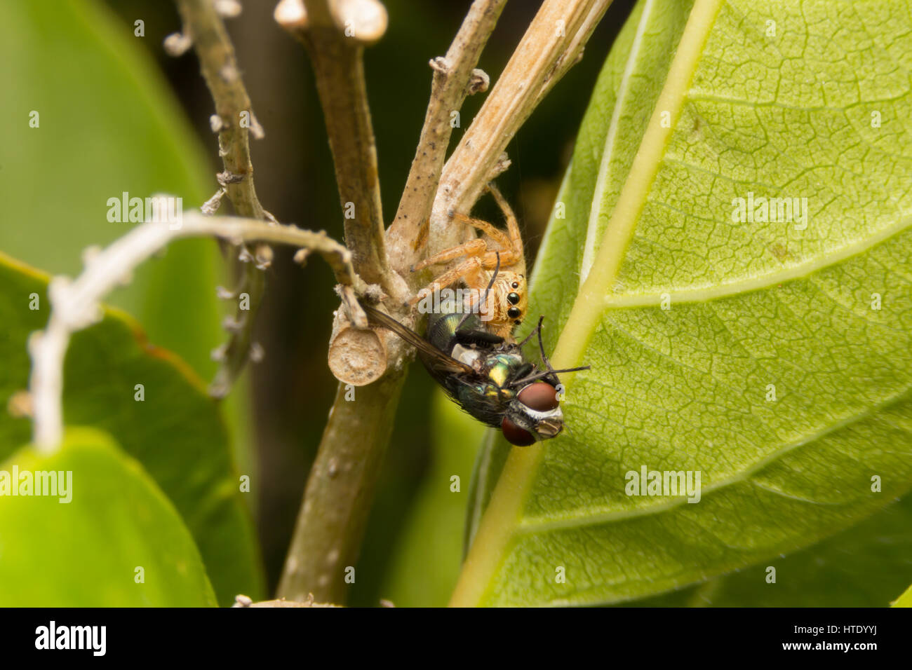 Jumping spider hunting fly Stock Photo - Alamy