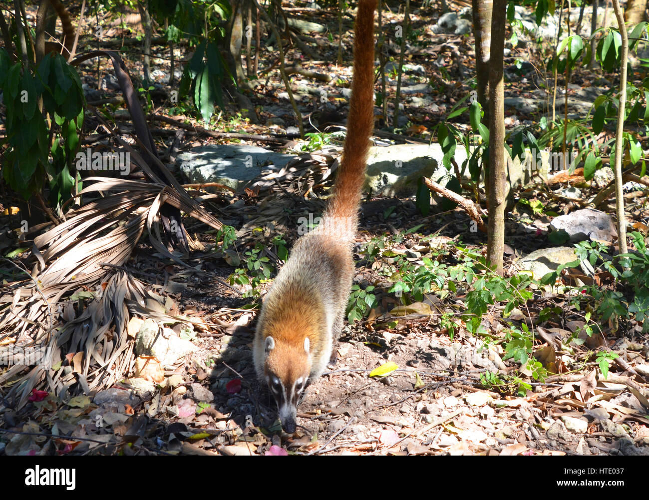 Mexican flag photos hi-res stock photography and images - Alamy
