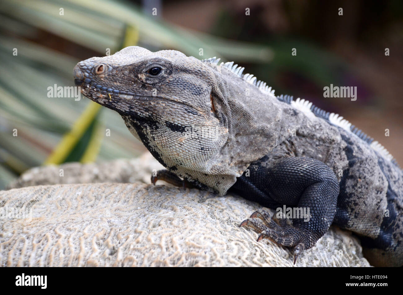 iguana on a rock in mexico Stock Photo - Alamy