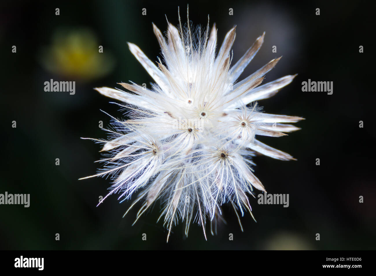 Blue puff ball hi-res stock photography and images - Alamy