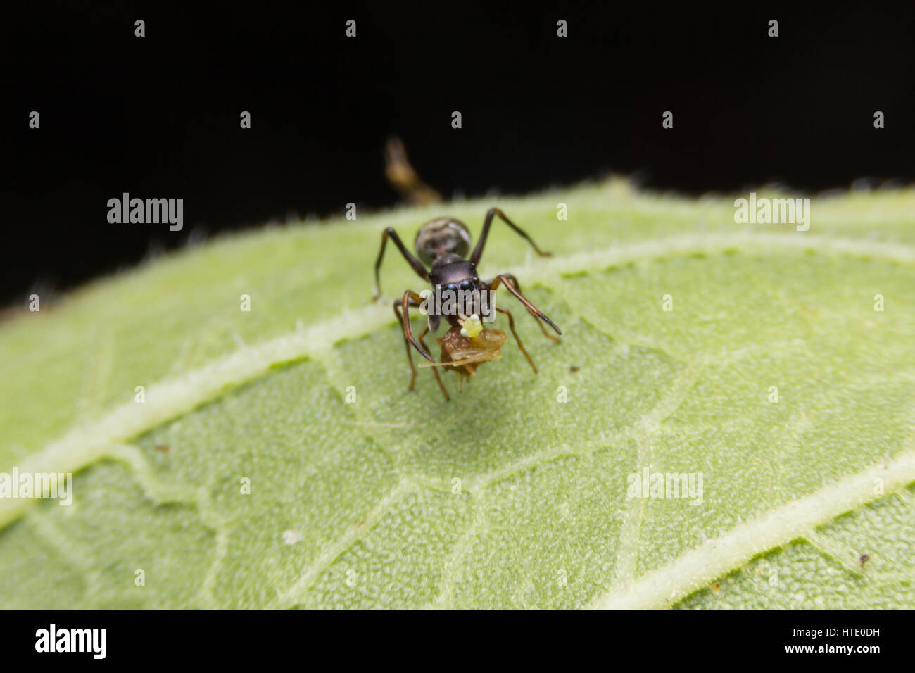 Ant mimic spider on dry leaf Stock Photo - Alamy