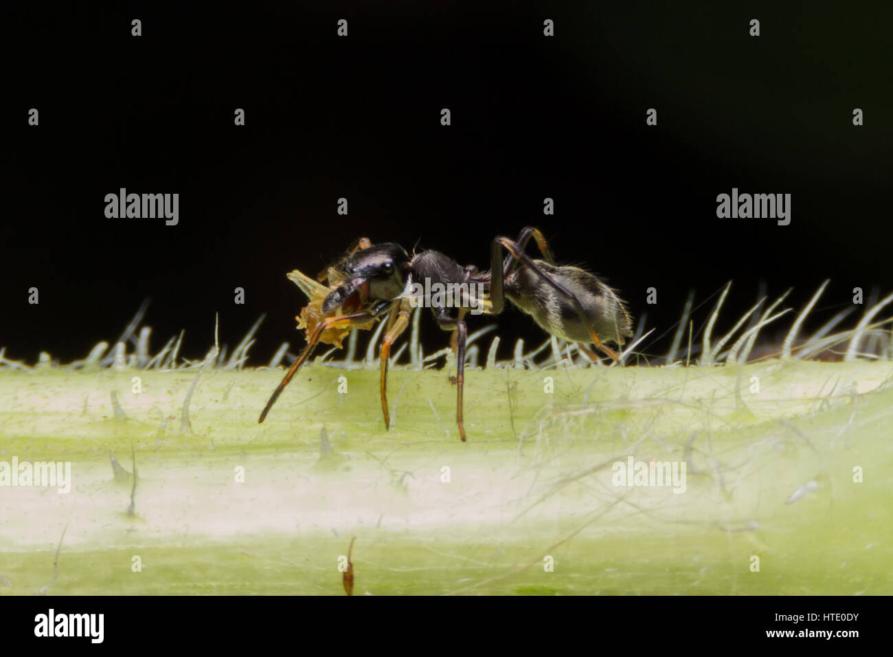 Ant mimic spider on dry leaf Stock Photo - Alamy