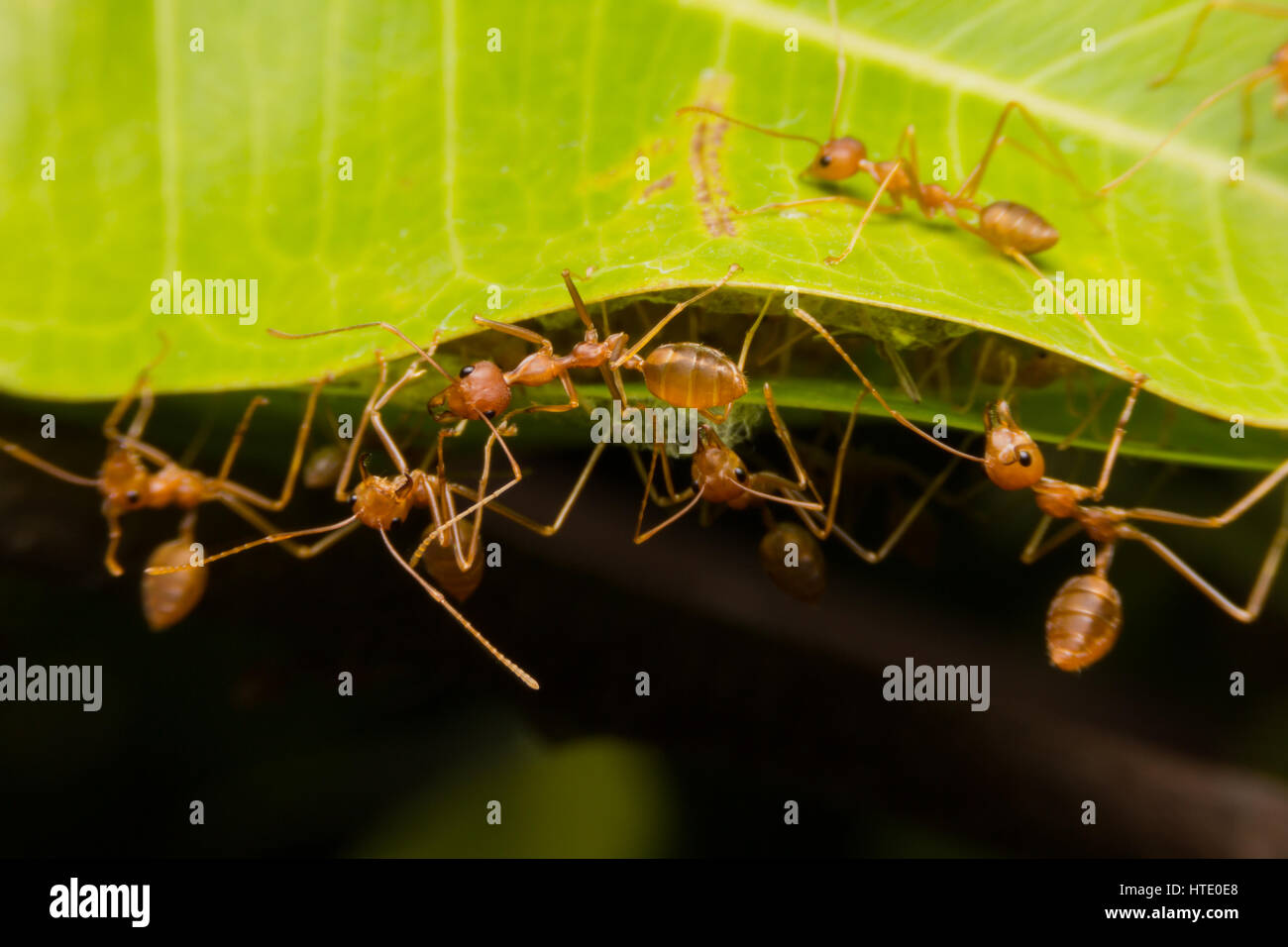 Ant teamwork in nature hi-res stock photography and images - Alamy