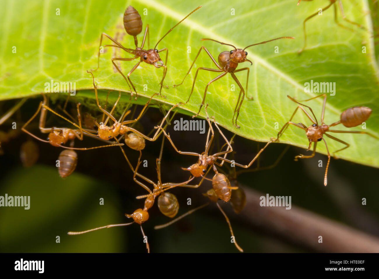 Red ant teamwork in nature hi-res stock photography and images - Alamy