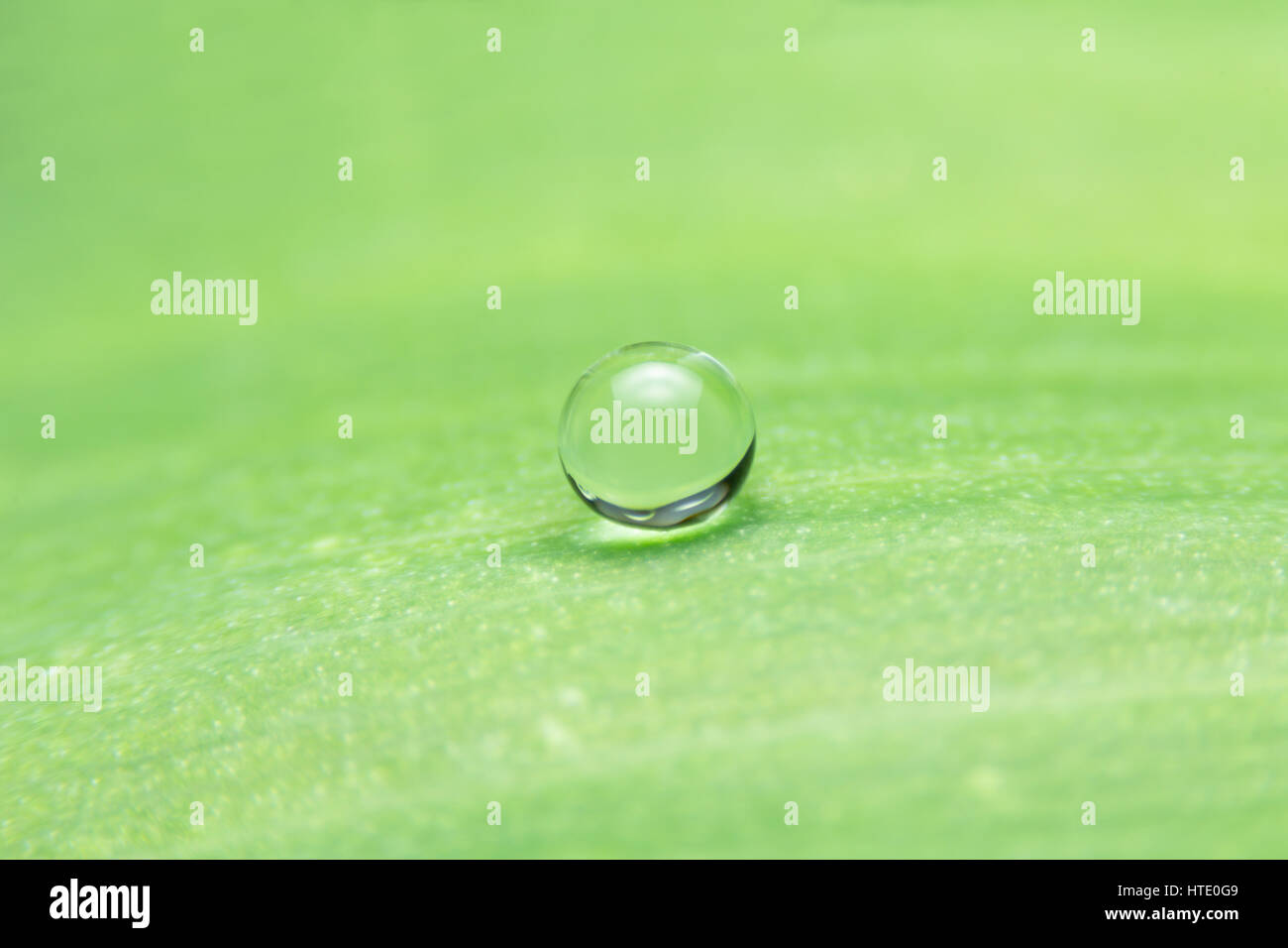 Dew droplets on green leaves Stock Photo - Alamy